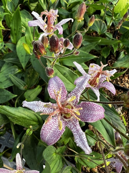 Toad Lily Plant